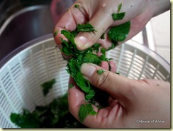 Stir-Fried Cangkuk Manis - House of Annie